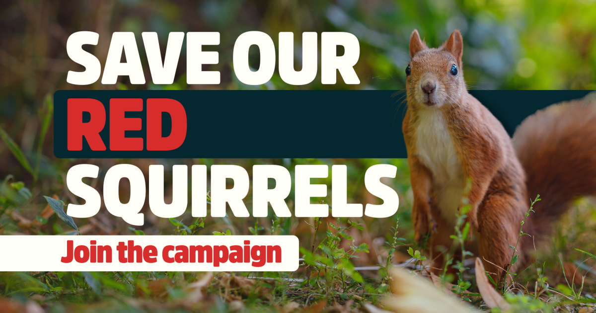 Save Scotland’s red squirrels